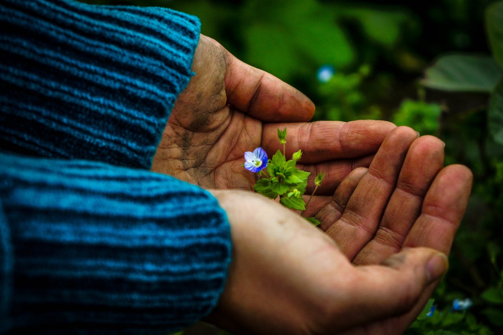 Difference between ecosystem restoration and nature-based solutions ...